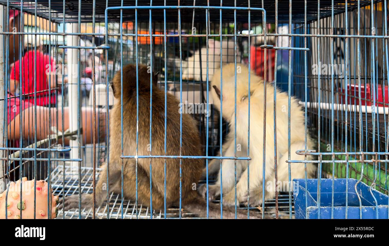 Baby Monkey in cage sold at an animal market Stock Photo - Alamy