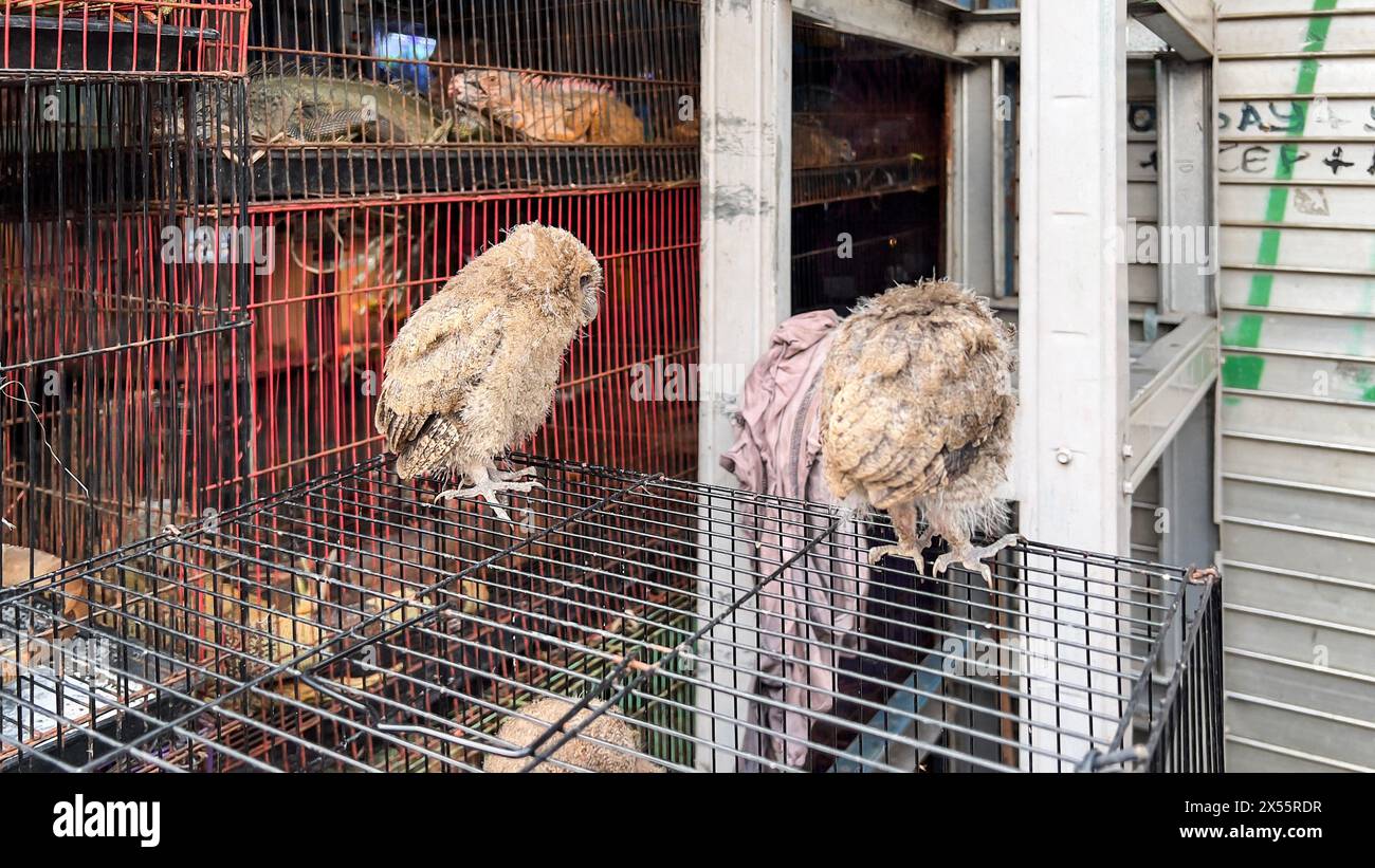 Owl in the aviary. Feeding pet owls Stock Photo - Alamy