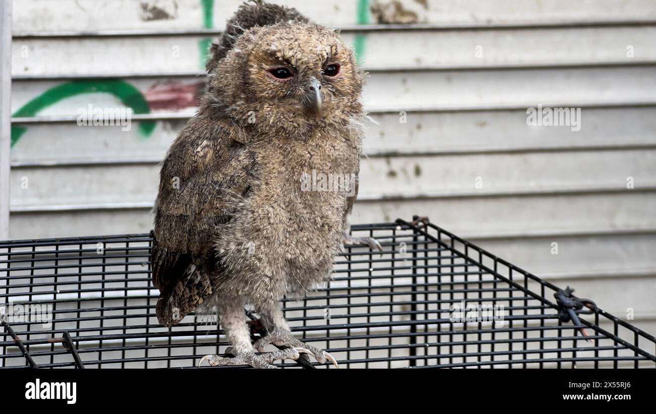 Owl in the aviary. Feeding pet owls Stock Photo - Alamy