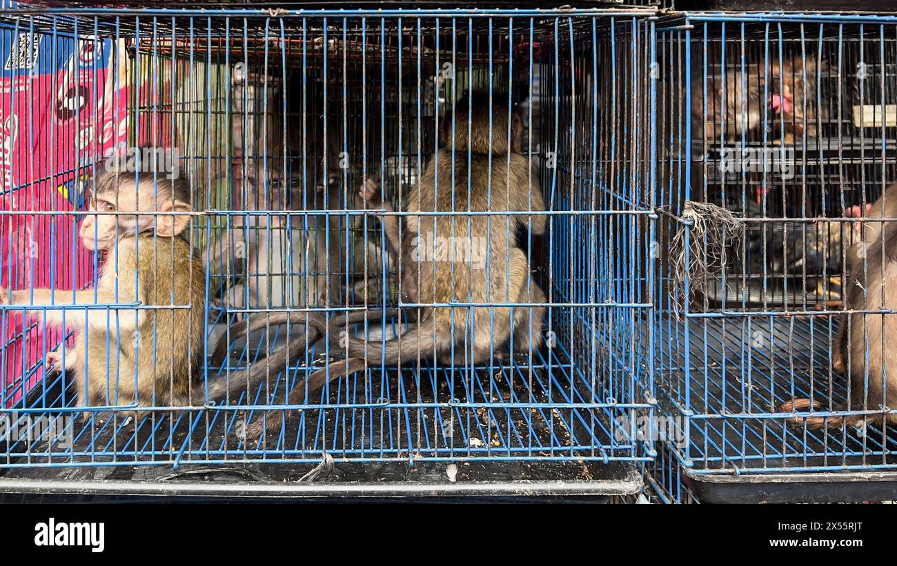 Baby Monkey in cage sold at an animal market Stock Photo - Alamy