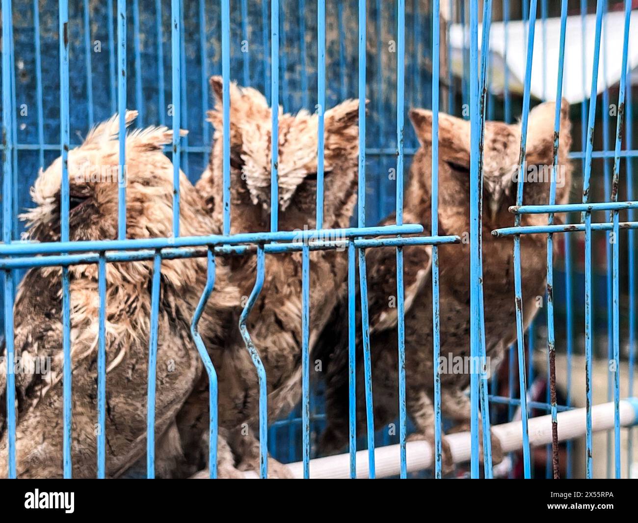 Owl in the aviary. Feeding pet owls Stock Photo - Alamy