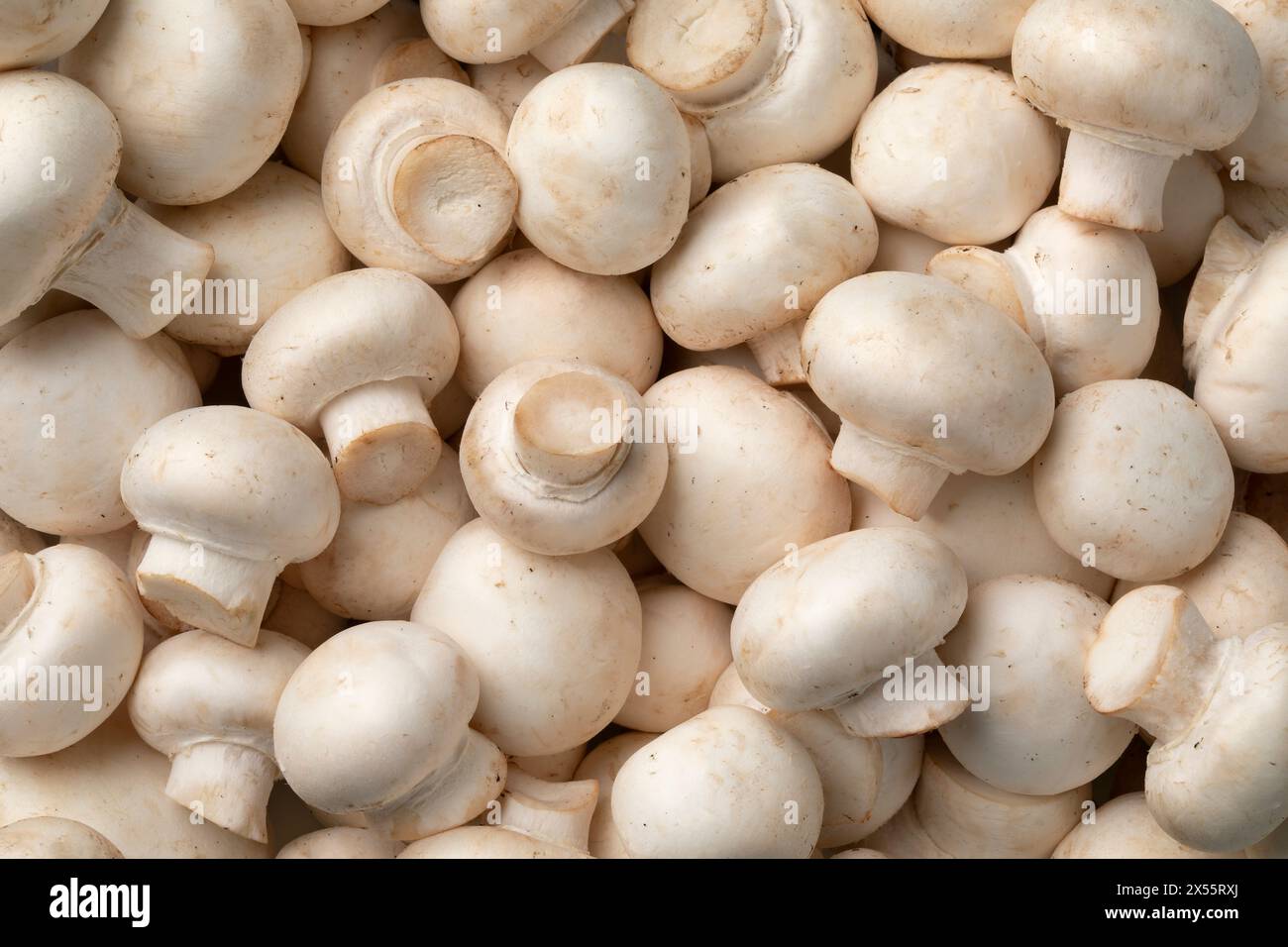 Button mushroom hi-res stock photography and images - Alamy
