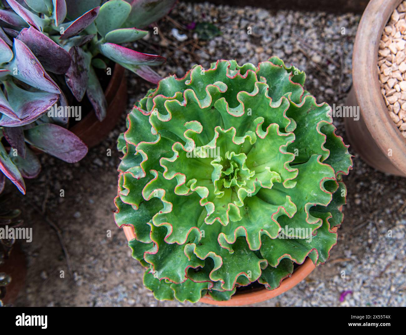 succulent plant in the pot grown, Echeveria curly locks. Crassulaceae ...