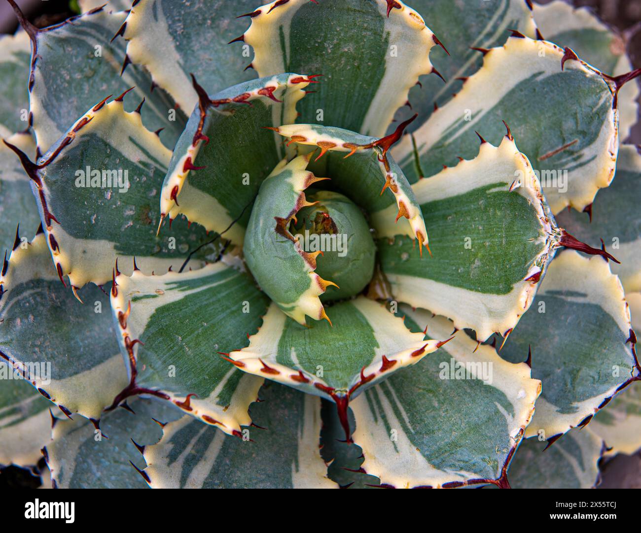 Agave potatorum variegata, Succulent perennial plant. Selective focus ...