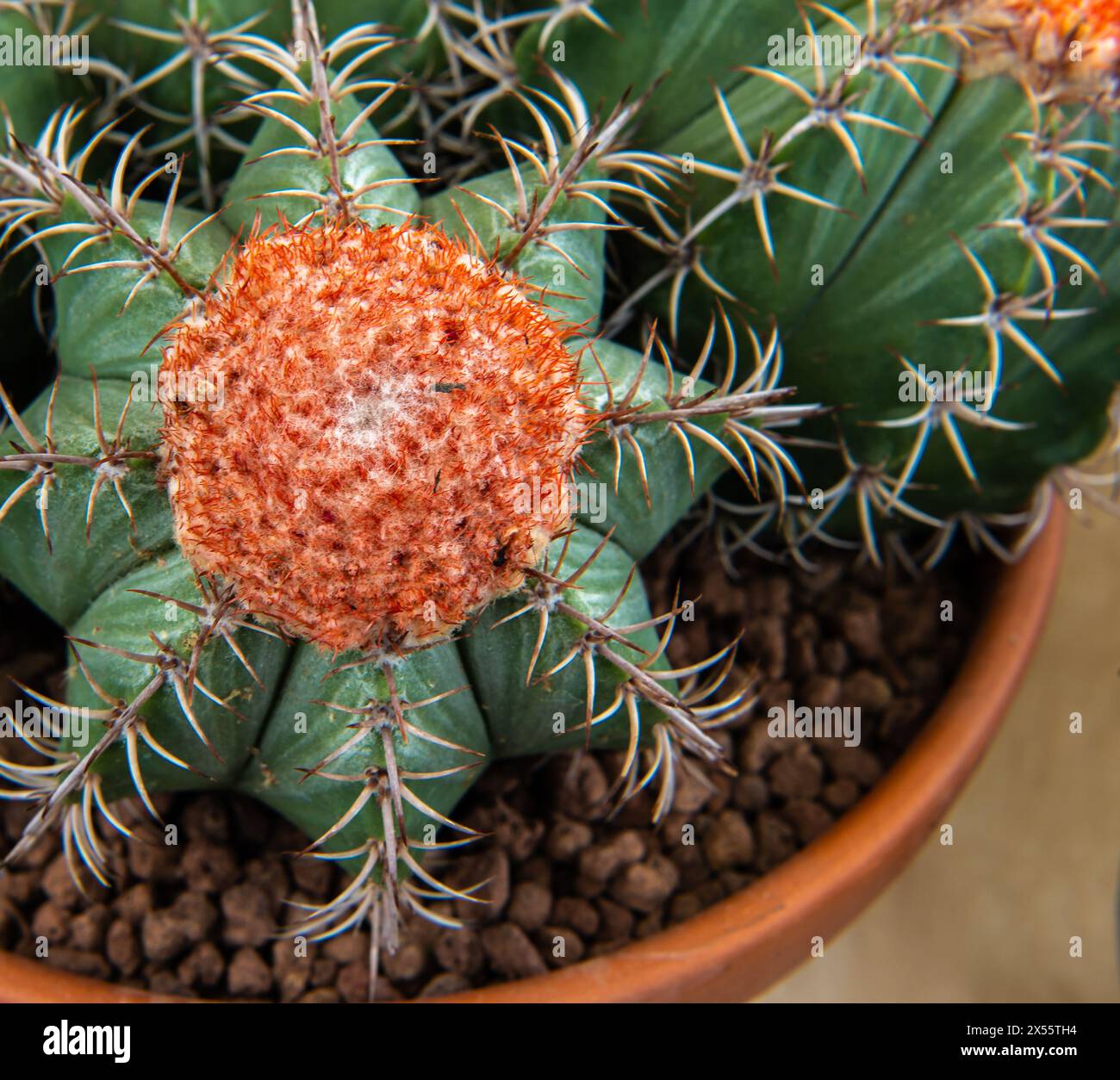 Cactus bahiensis hi-res stock photography and images - Alamy