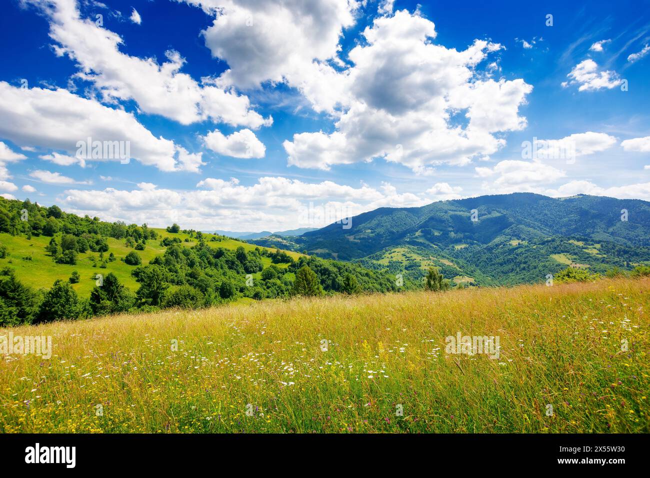 green grassy alpine meadows on the hills located in ukrainian carpathians. gorgeous rural area ...