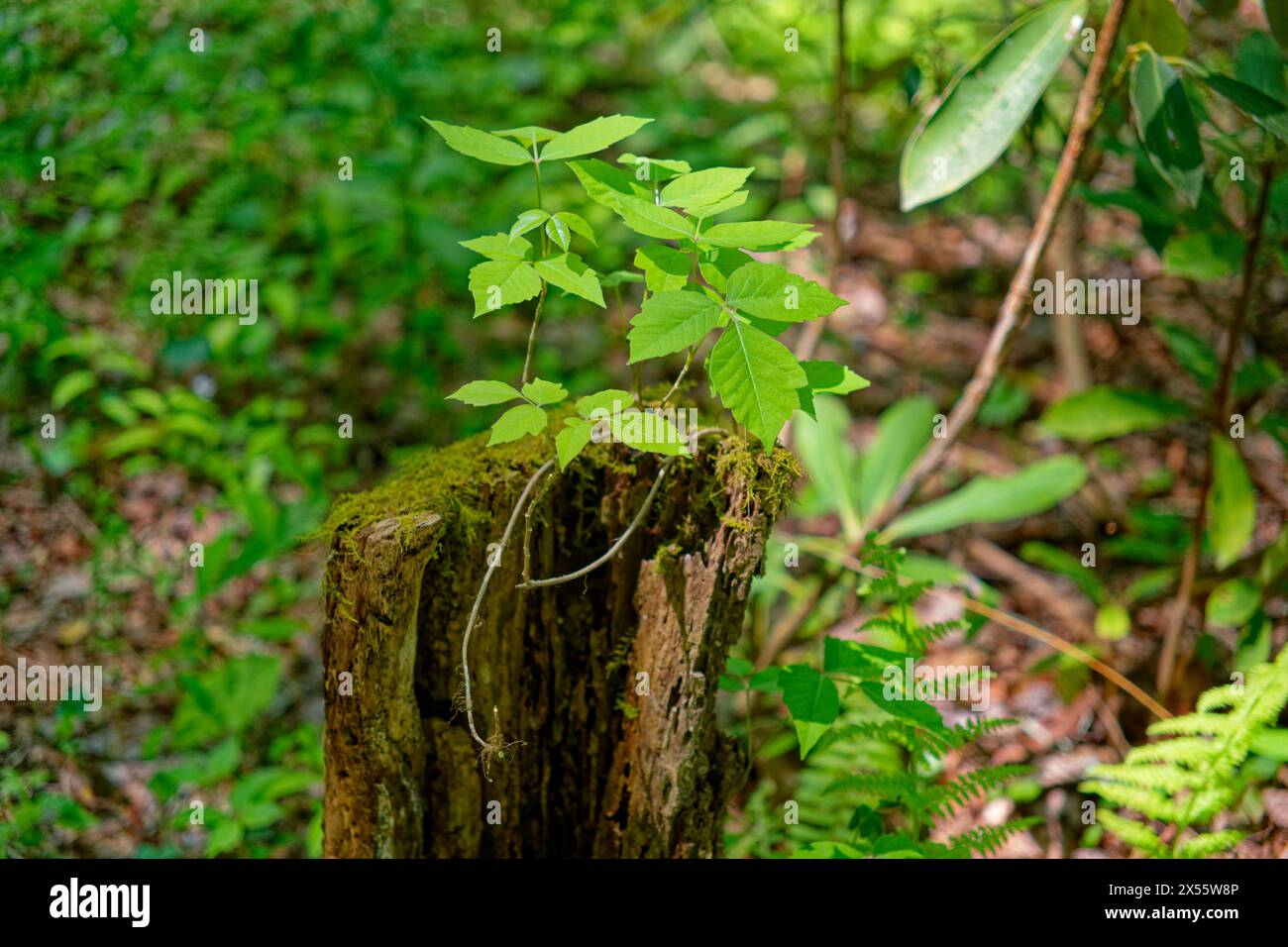 Fresh new bright green poison ivy vine growing up a dead tree stump ...