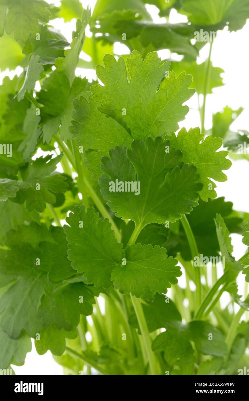 Aromatic herb plant hi-res stock photography and images - Alamy