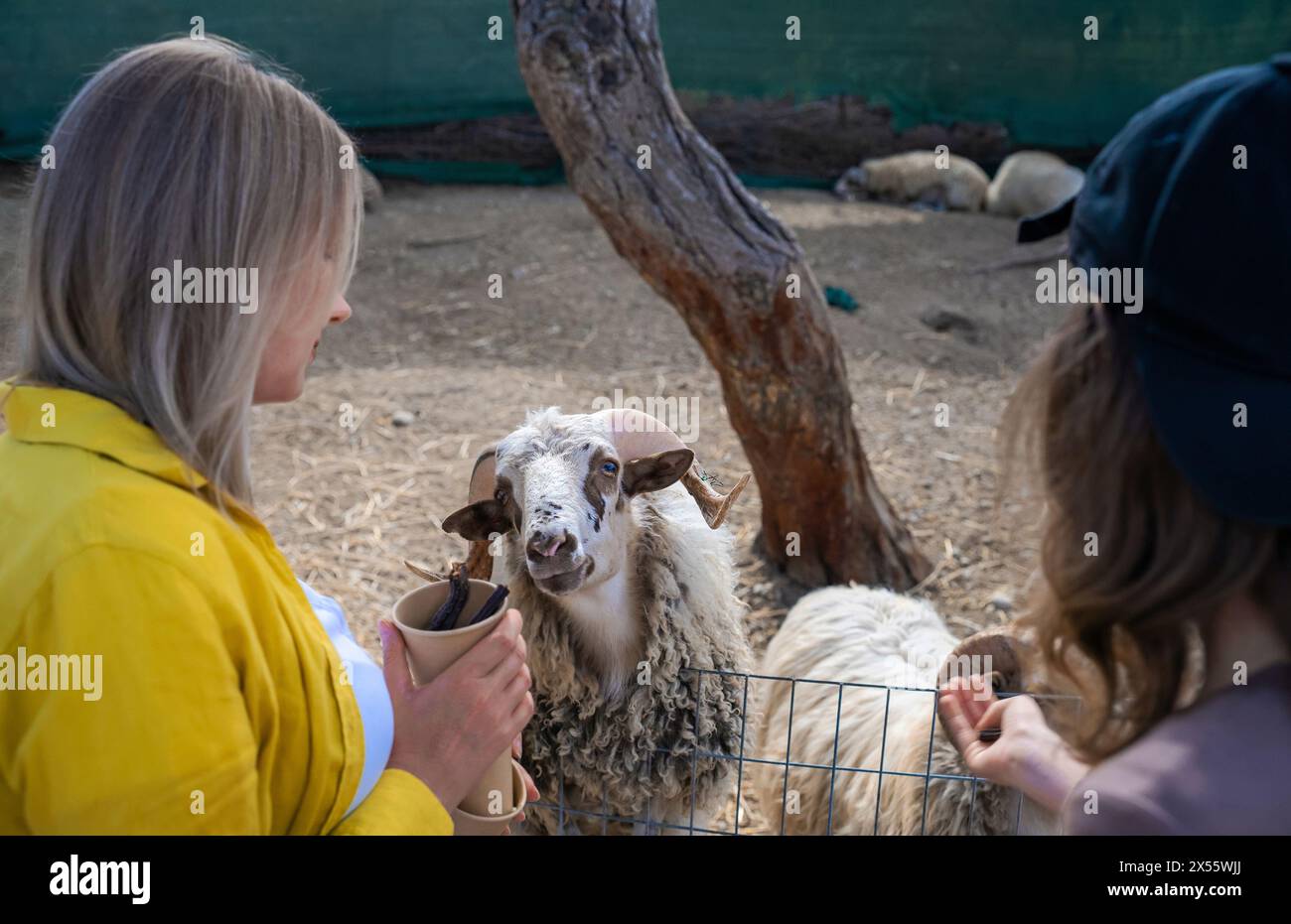 Feeding a ram at the zoo Stock Photo - Alamy