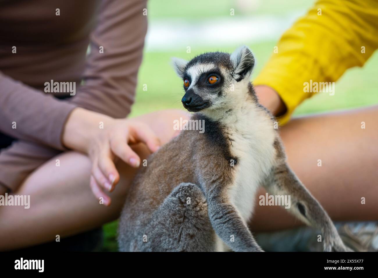 Portrait of lemur in petting zoo. Lemuroidea Stock Photo - Alamy