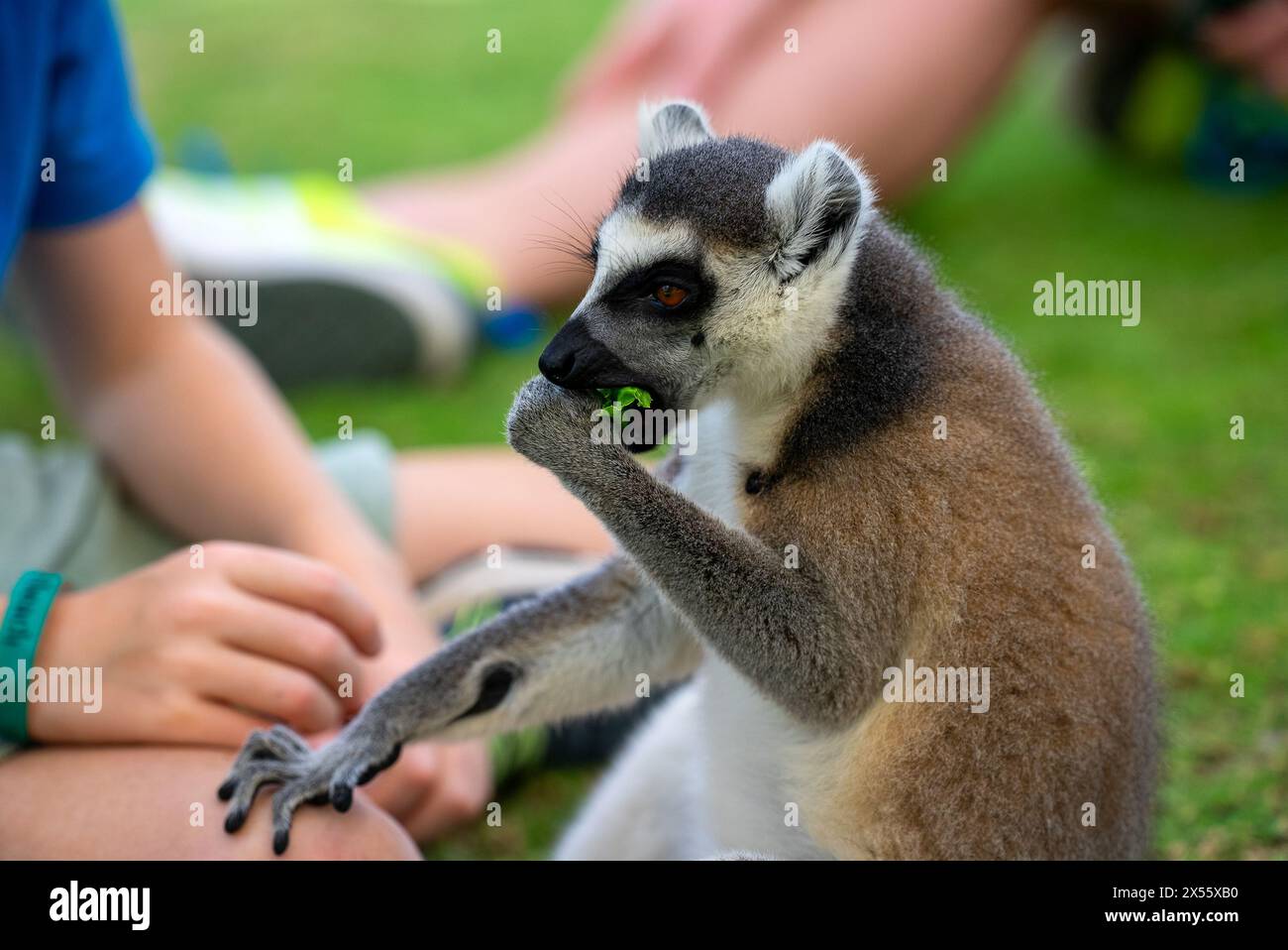 Petting monkey hi-res stock photography and images - Alamy