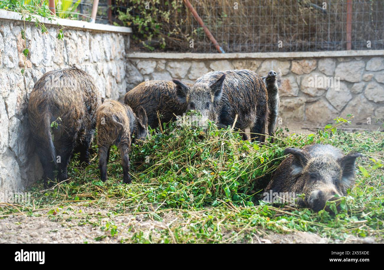A family of happy wild boars at the zoo Stock Photo - Alamy