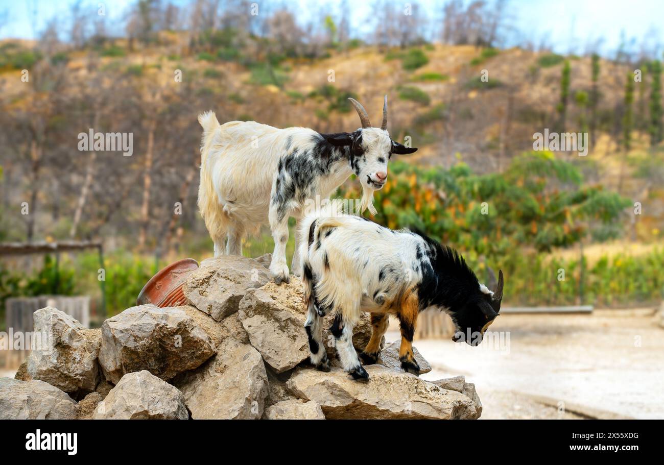 Stand two goats hi-res stock photography and images - Alamy