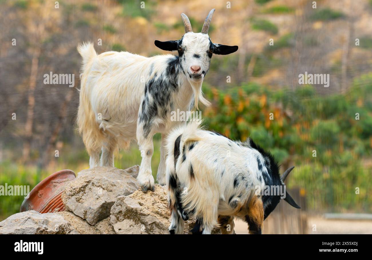 Stand two goats hi-res stock photography and images - Alamy