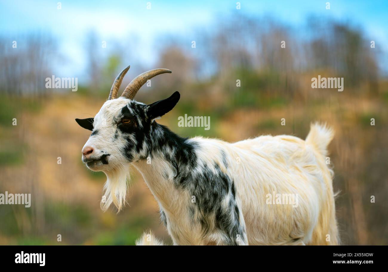 Goat walking on the small farm Stock Photo - Alamy