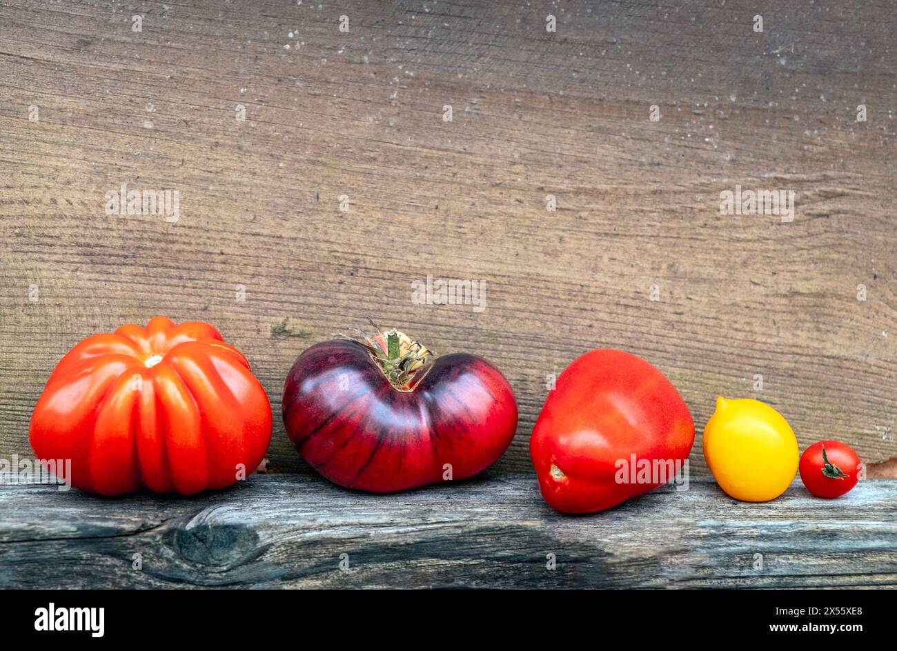 Tomatoes in different shapes lined up against a wooden wall, front view ...
