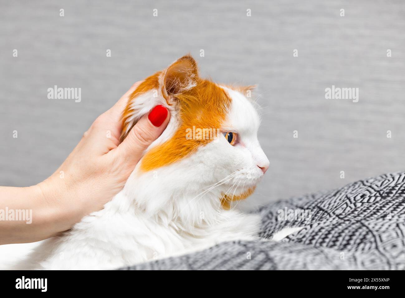 Hand of a cat hi-res stock photography and images - Alamy