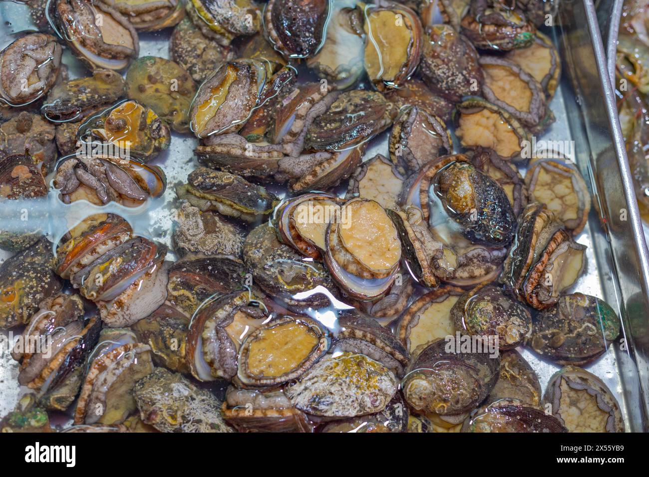 Abalone Marine Gastropod Molluscs Shells in Tray at Fish Market Stock ...