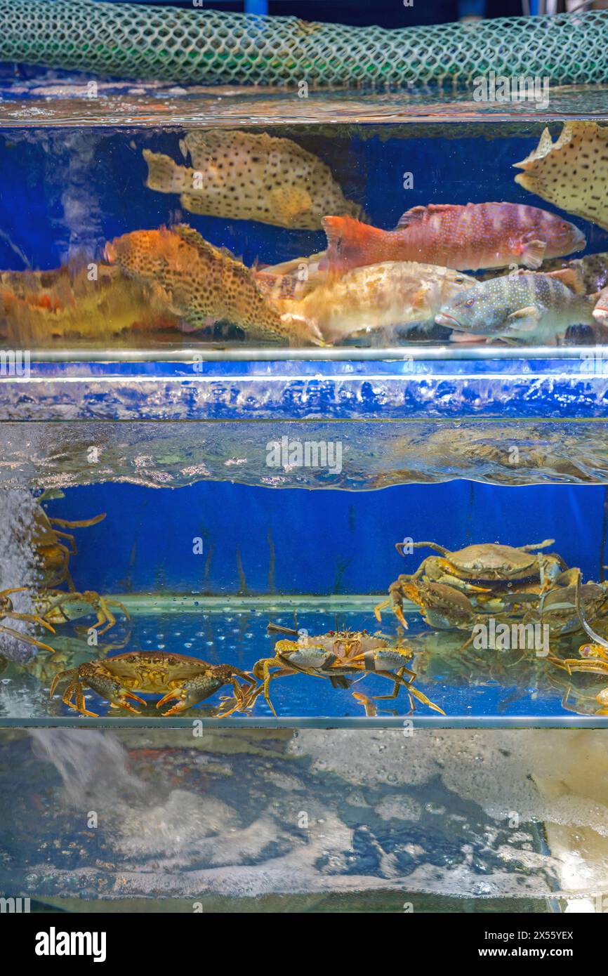 Live Crabs and Fish in Tank Fresh Seafood in Hong Kong Stock Photo - Alamy
