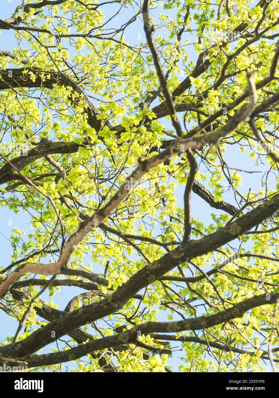 Vertical view from beneath of the branches of an old huge oak tree with ...