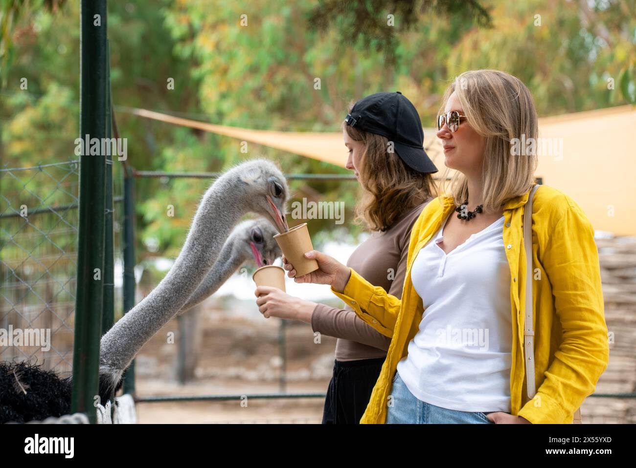 Feed ostriches hi-res stock photography and images - Alamy