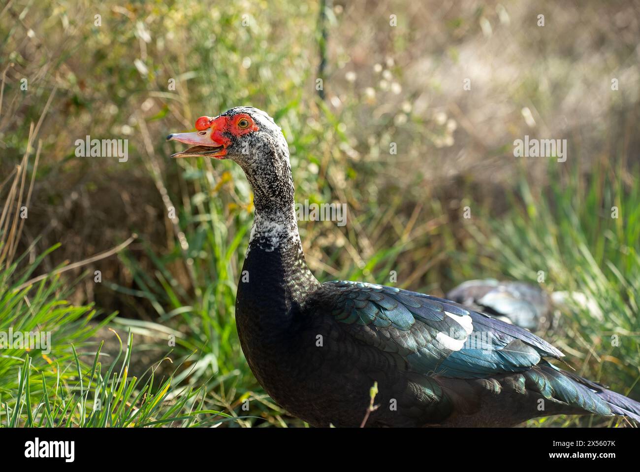Portrait of domestic muscovy duck Stock Photo - Alamy
