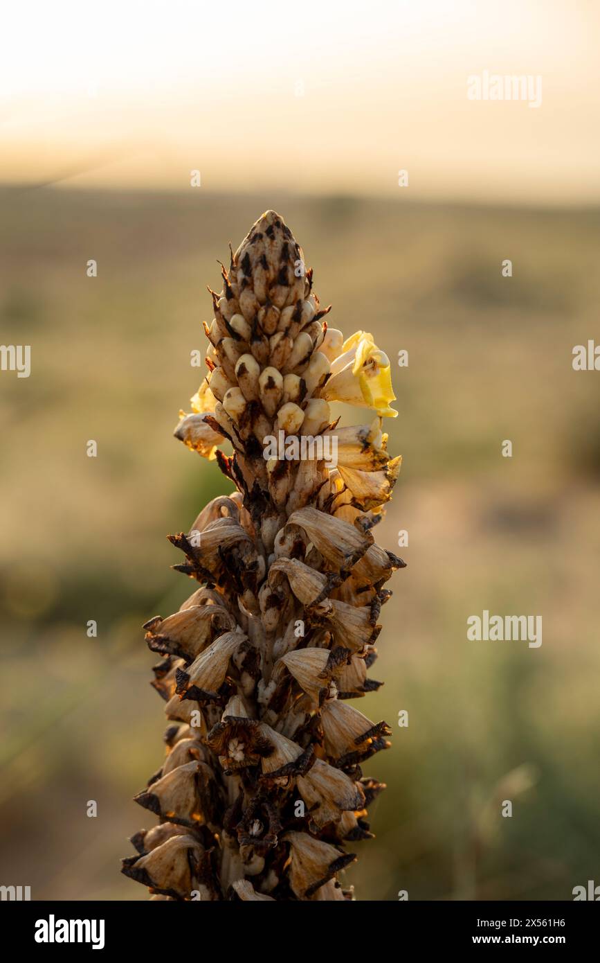 Cistanche - also known as Desert Hyacinth Stock Photo - Alamy