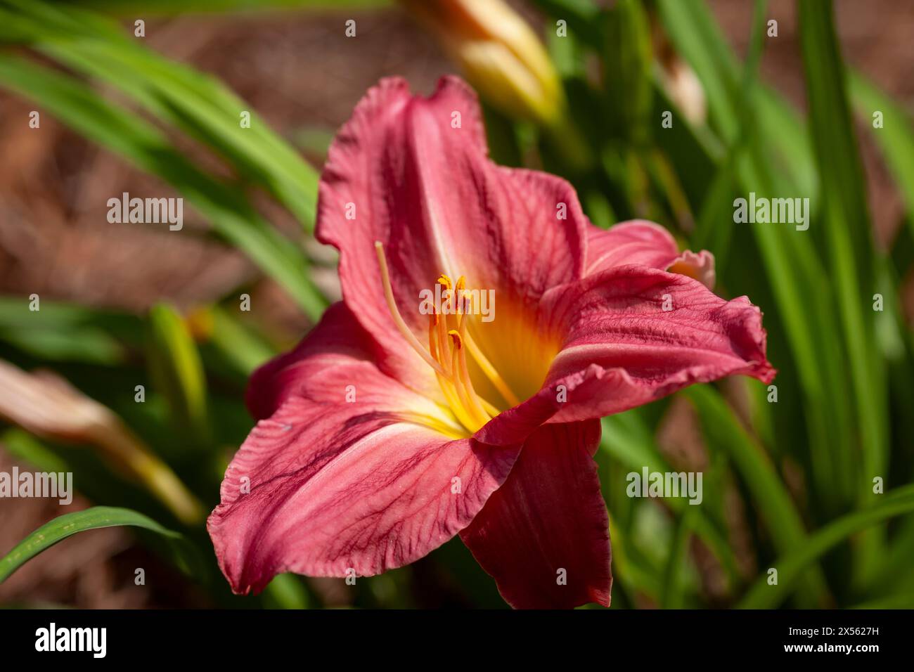 Fresh Day Lily flower, in a flower garden, dark pink color, soft ...