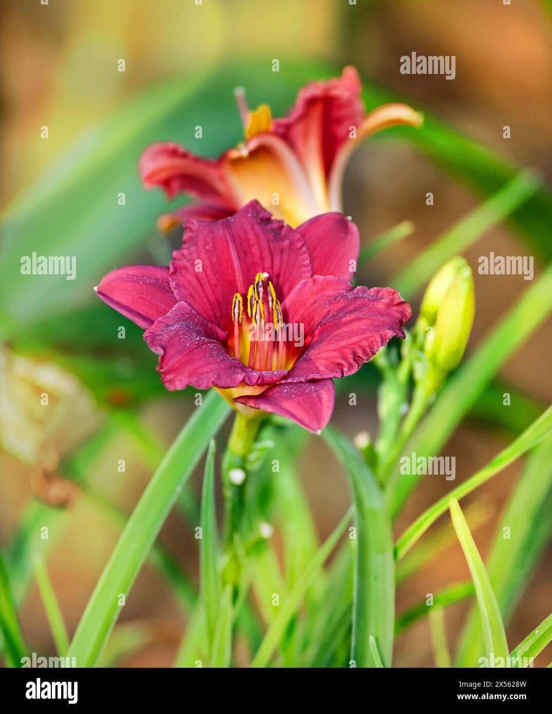 Fresh Day Lily flower, in a flower garden, dark pink color, soft ...