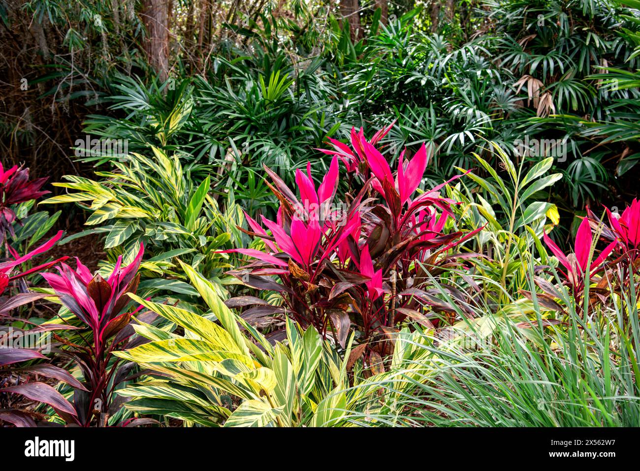 Florida landscaped garden with variety of tropical plants Stock Photo ...