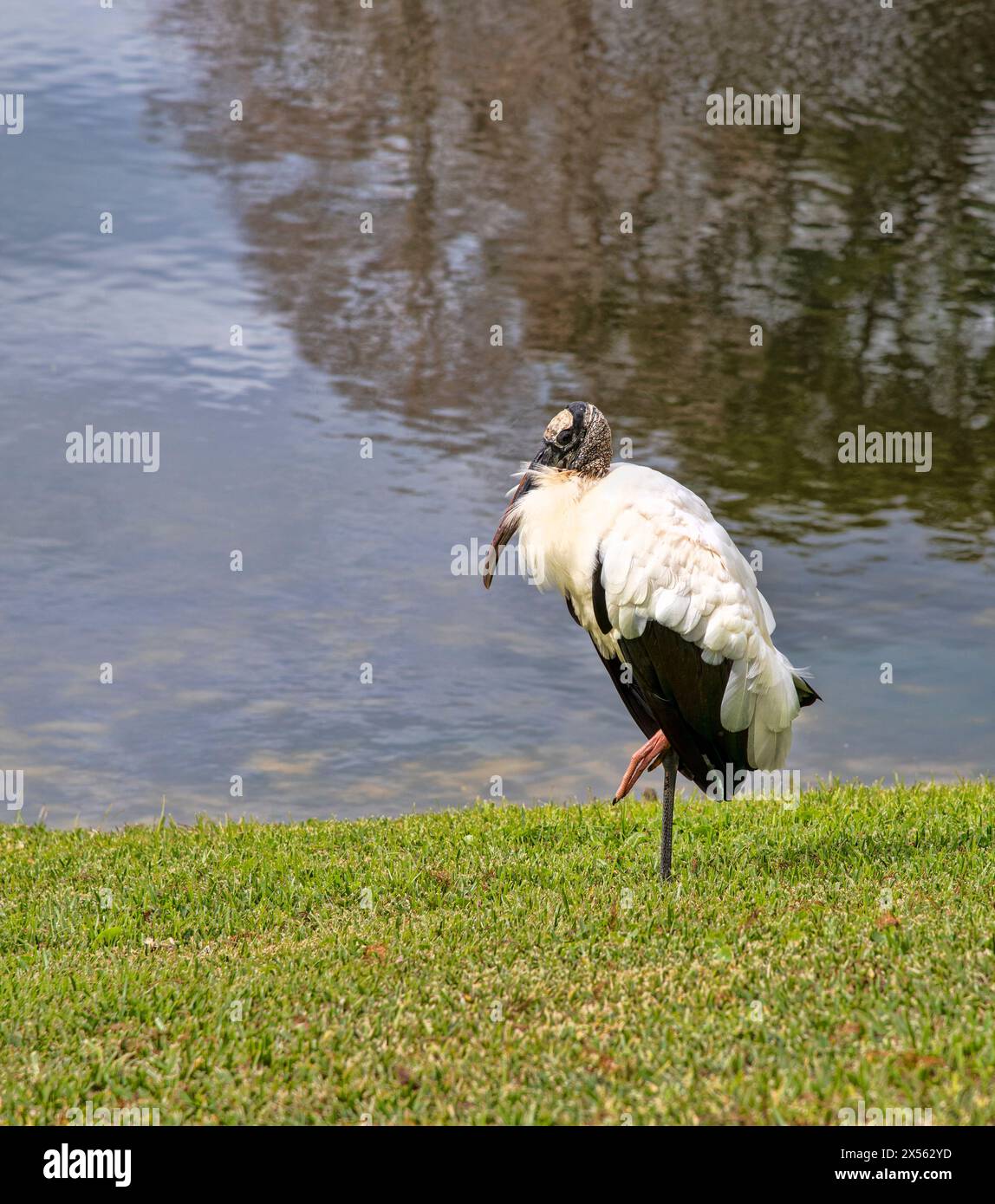 Large Wood Stork bird resting on the side of pond in Florida Stock ...