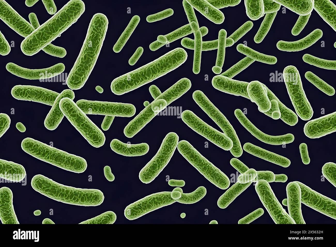 Microscopic view of green rod-shaped bacteria on a dark background ...