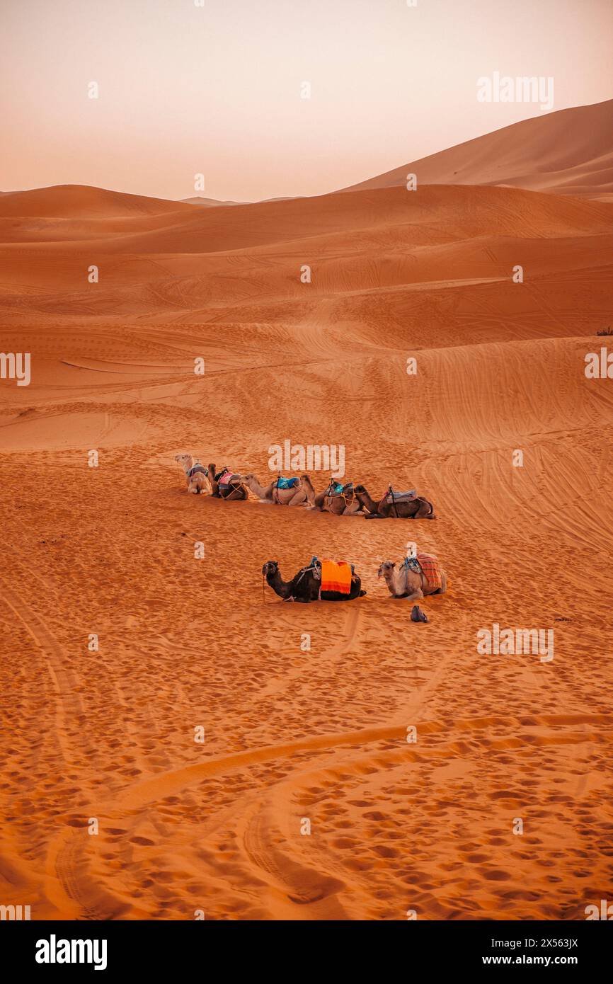 General view group of a camels sitting in the Sahara desert in Merzouga ...