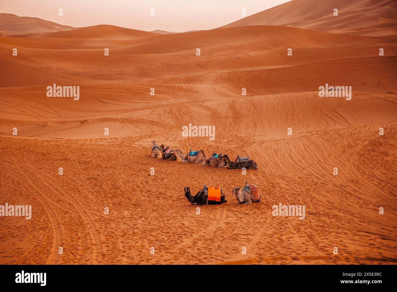 General view group of a camels sitting in the Sahara desert in Merzouga ...