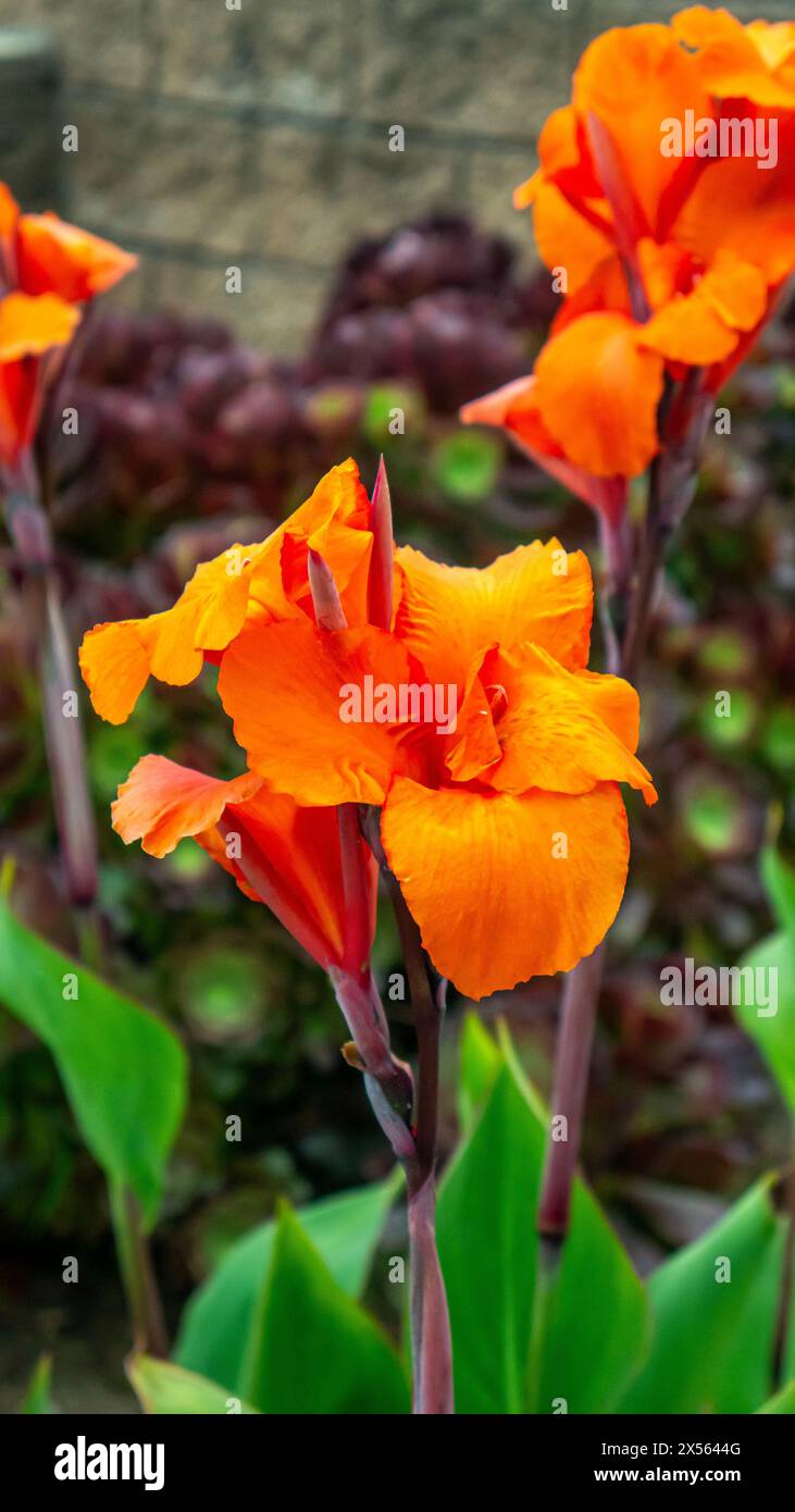 Canna lily hybrid flower, Canna striata Stock Photo - Alamy