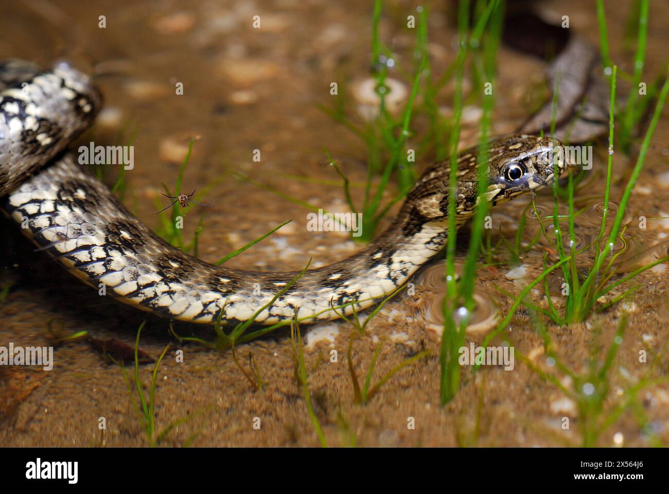 Viperine water snake (Natrix maura) in Valdemanco, Madrid, Spain Stock ...