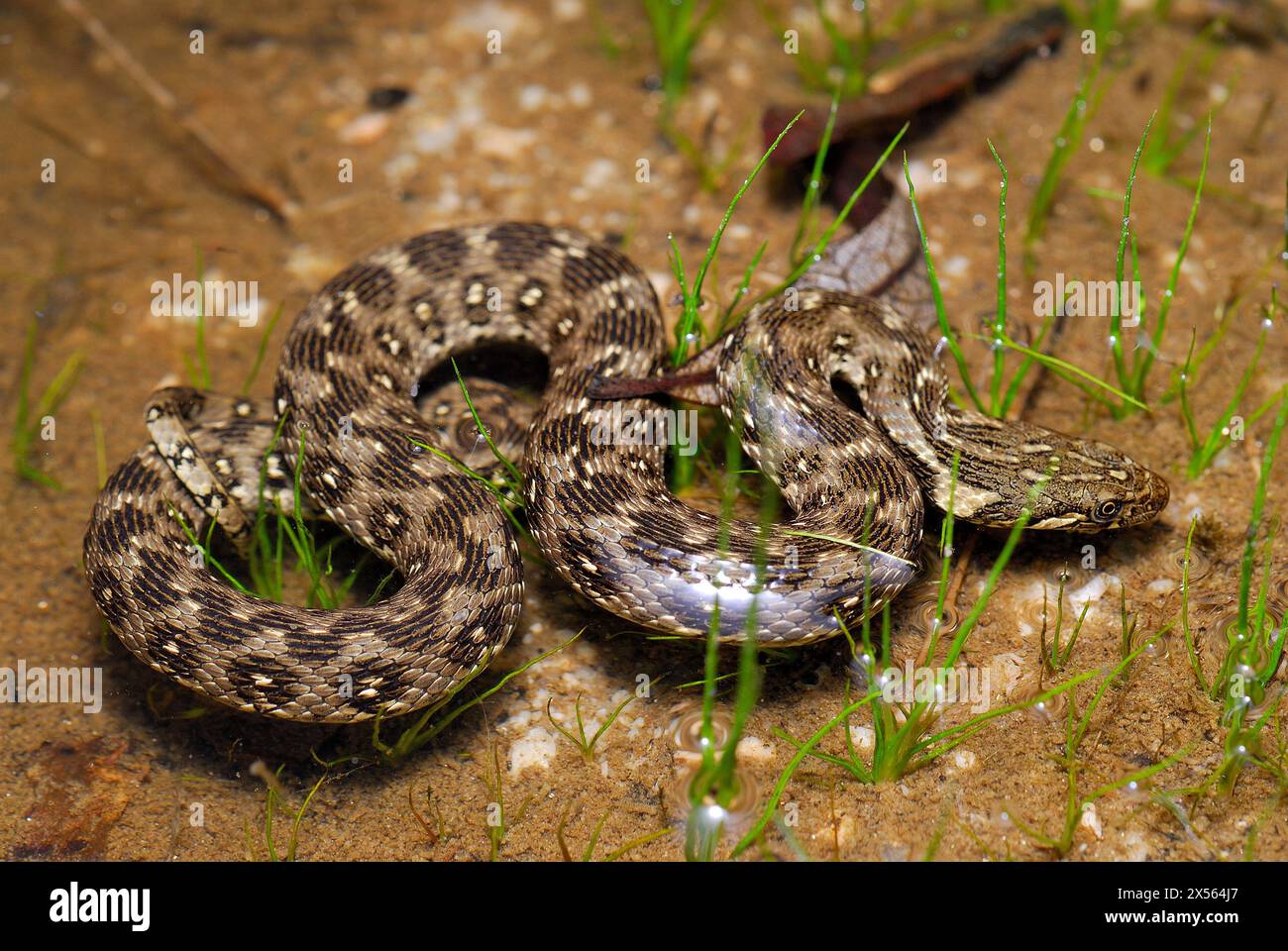 Viperine water snake (Natrix maura) in Valdemanco, Madrid, Spain Stock ...