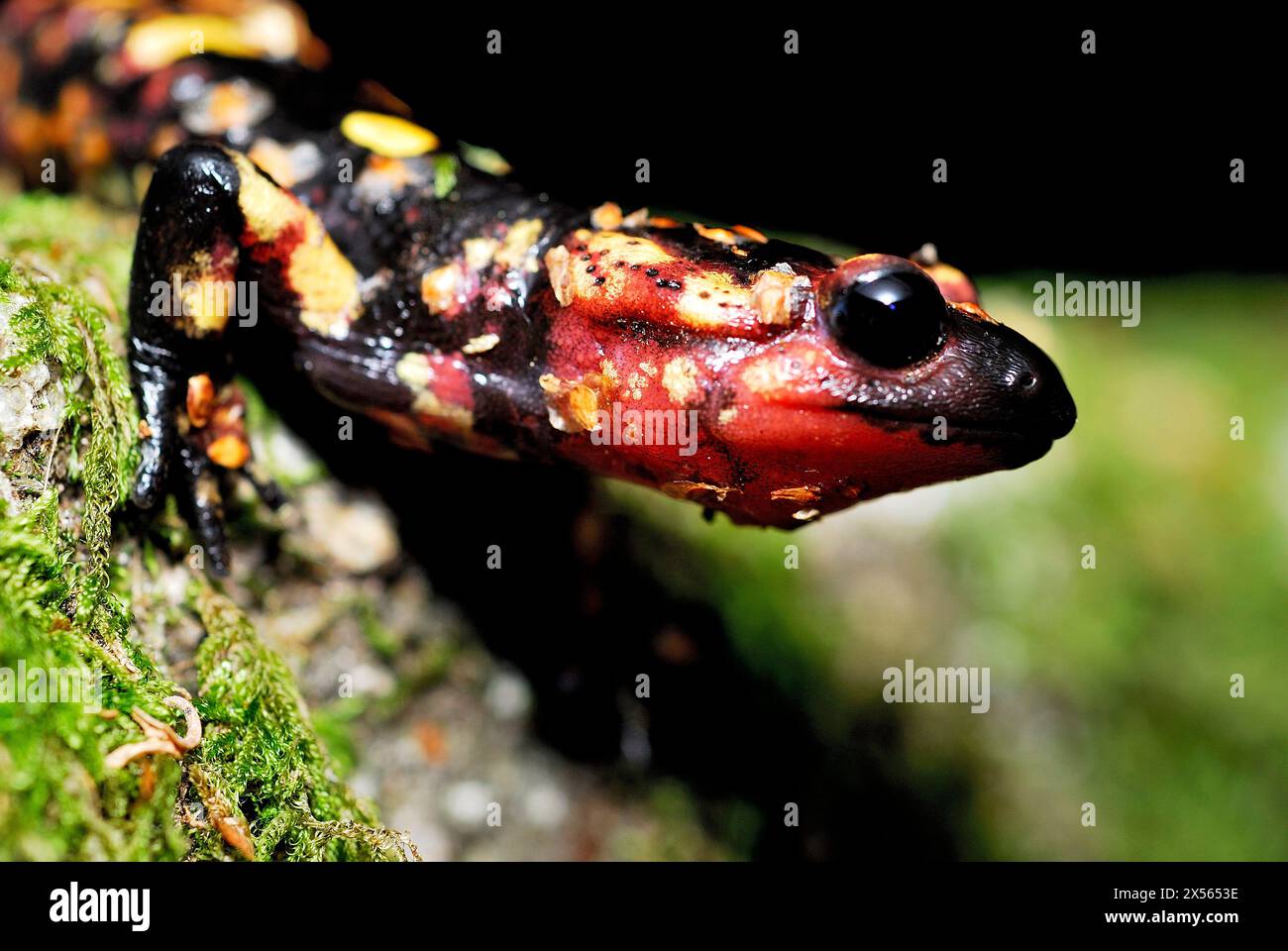 Common salamander (Salamandra salamandra) close to Tui, Pontevedra ...