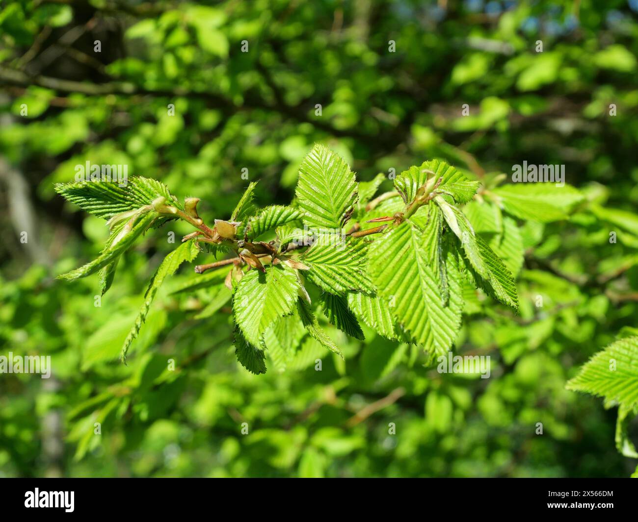 Beech tree in spring: Fresh leaves bursting from buds. Symbol of ...