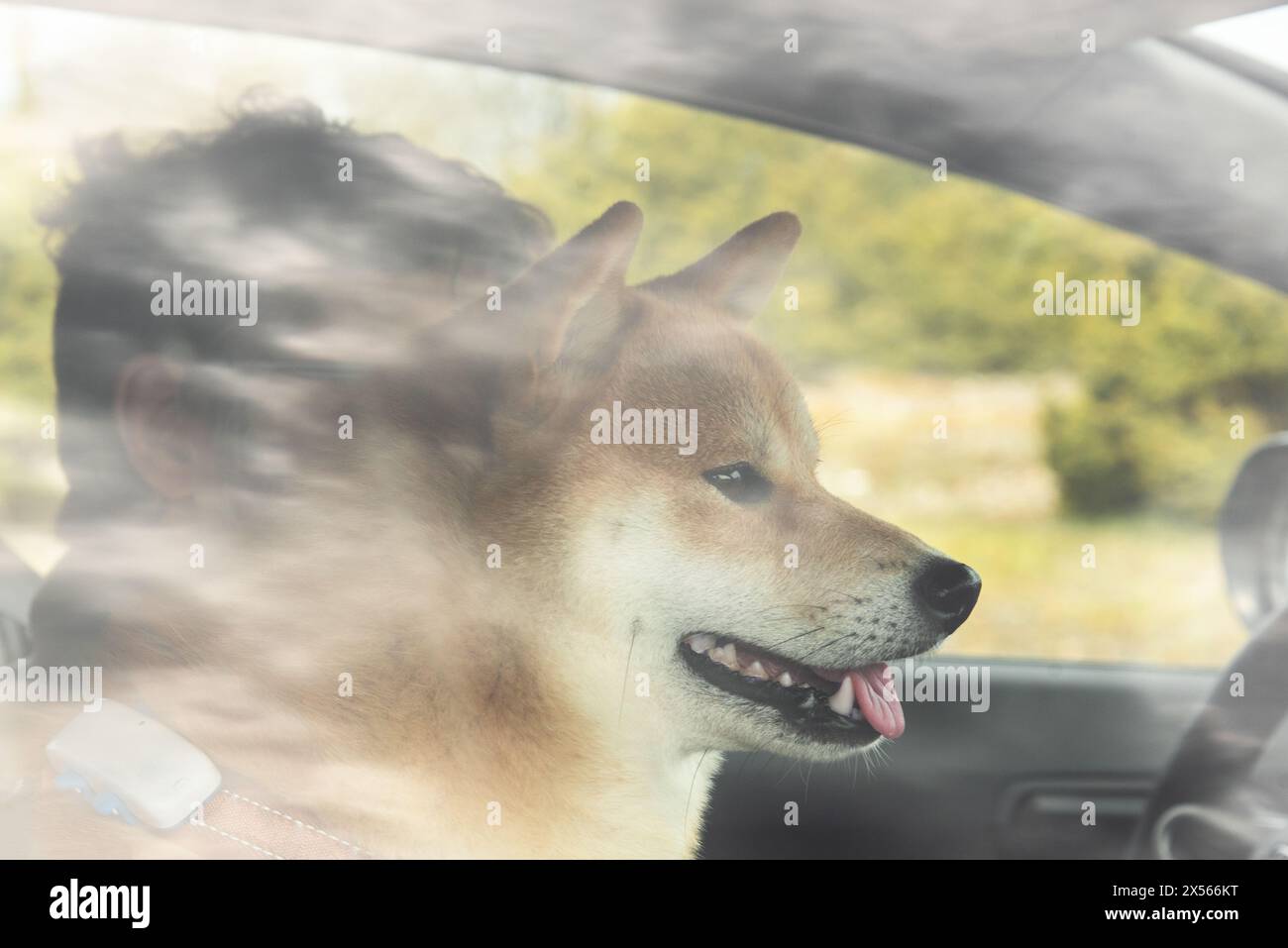 Shiba inu dog's face through the car window Stock Photo - Alamy