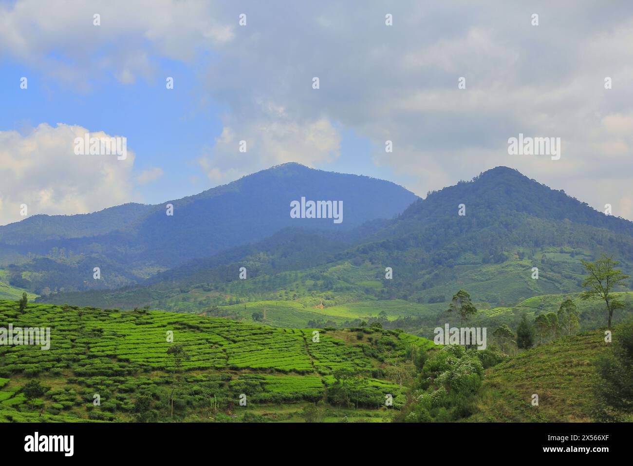 The natural scenery of hills with slopes of cool expanse of tea gardens ...