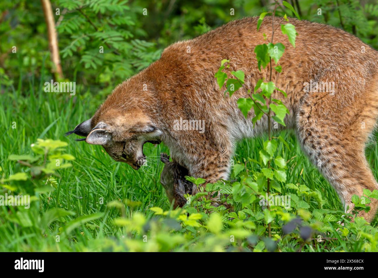 Eurasian lynx (Lynx lynx) killing prey in thicket at forest’s edge ...