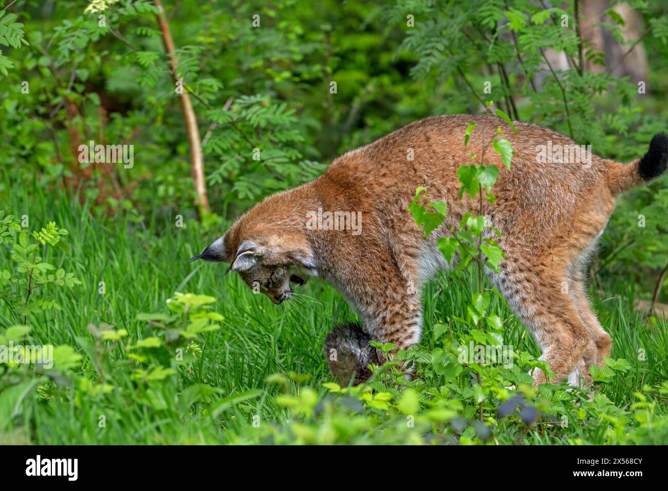 Eurasian lynx (Lynx lynx) killing prey in thicket at forest’s edge ...