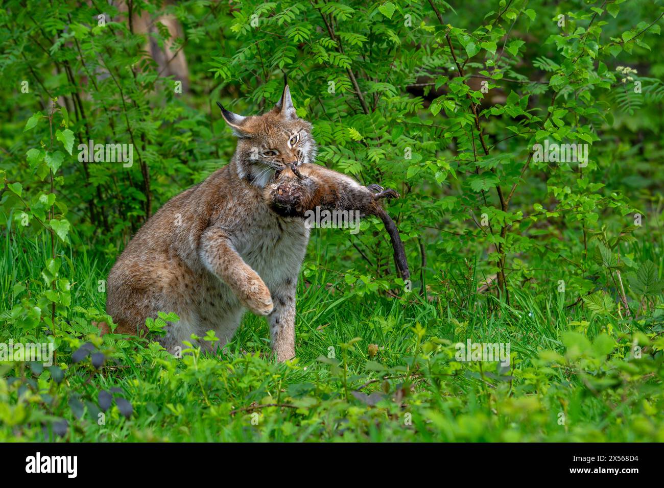Hunting Eurasian lynx (Lynx lynx) juvenile with caught muskrat (Ondatra ...