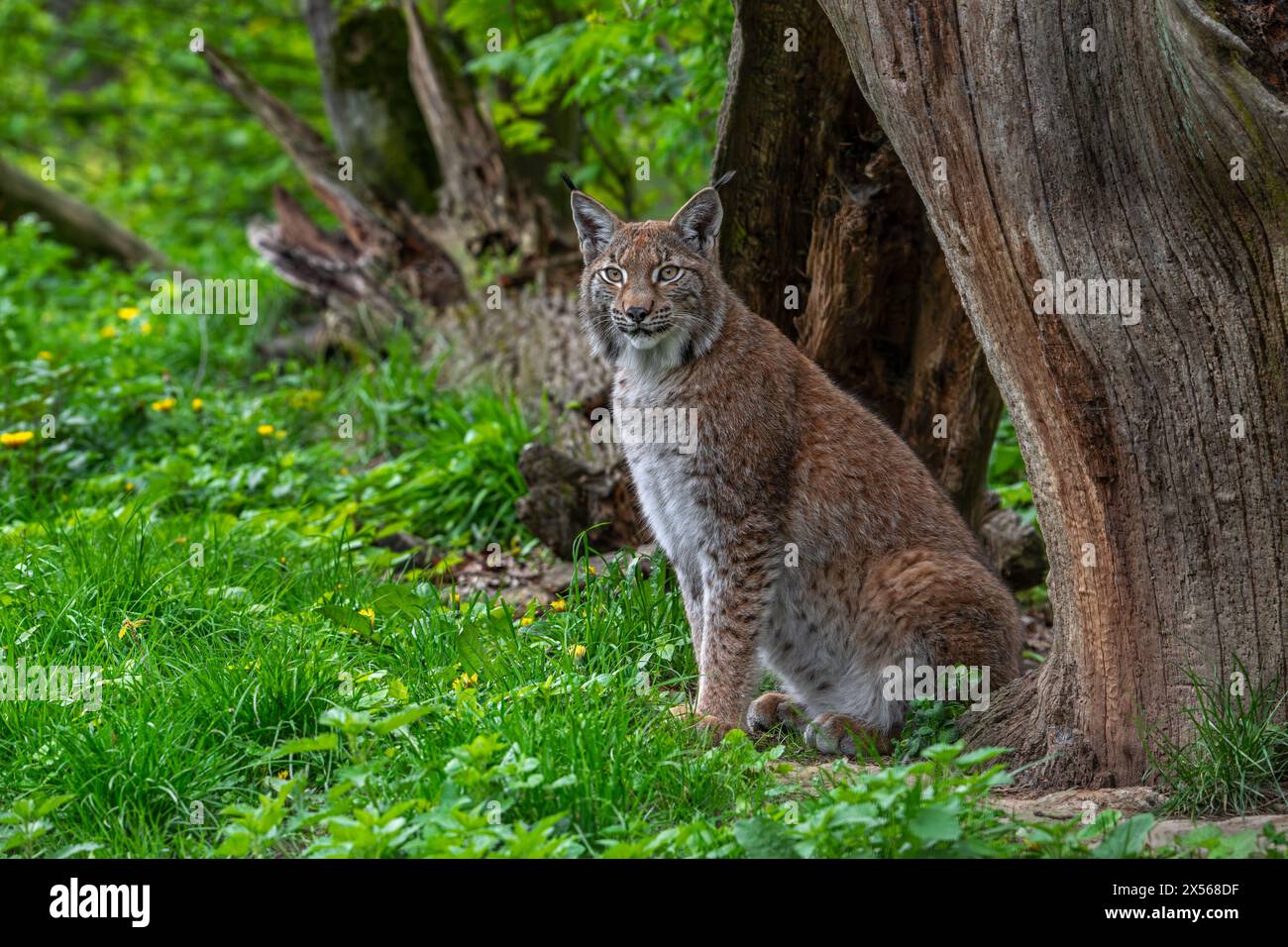 Eurasian lynx (Lynx lynx) sitting next to fallen tree trunk showing ...