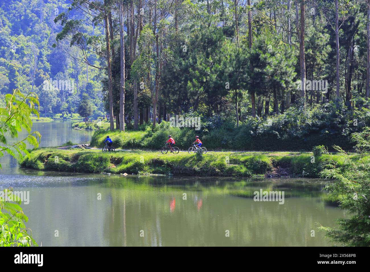 The natural atmosphere with a calm lakeside and towering tropical trees ...