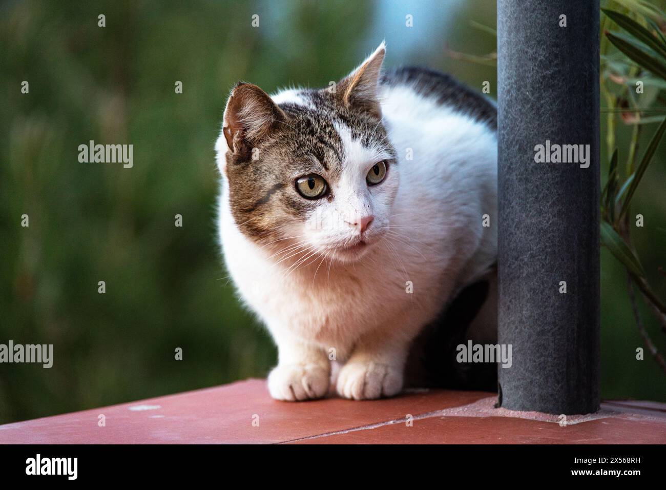 Black white image stray hi-res stock photography and images - Alamy