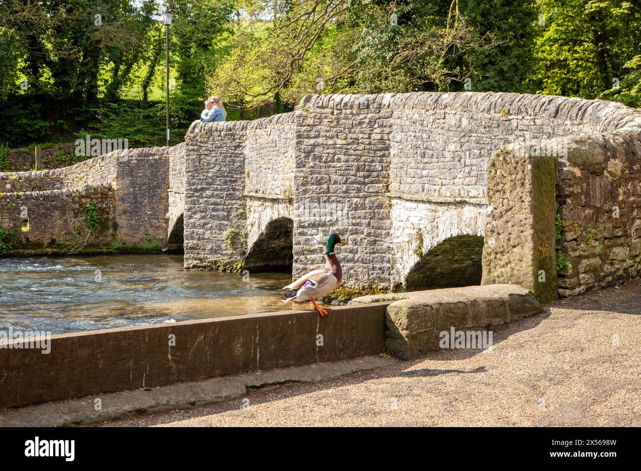 The medieval sheepwash bridge over the river Wye in the Derbyshire Peak ...