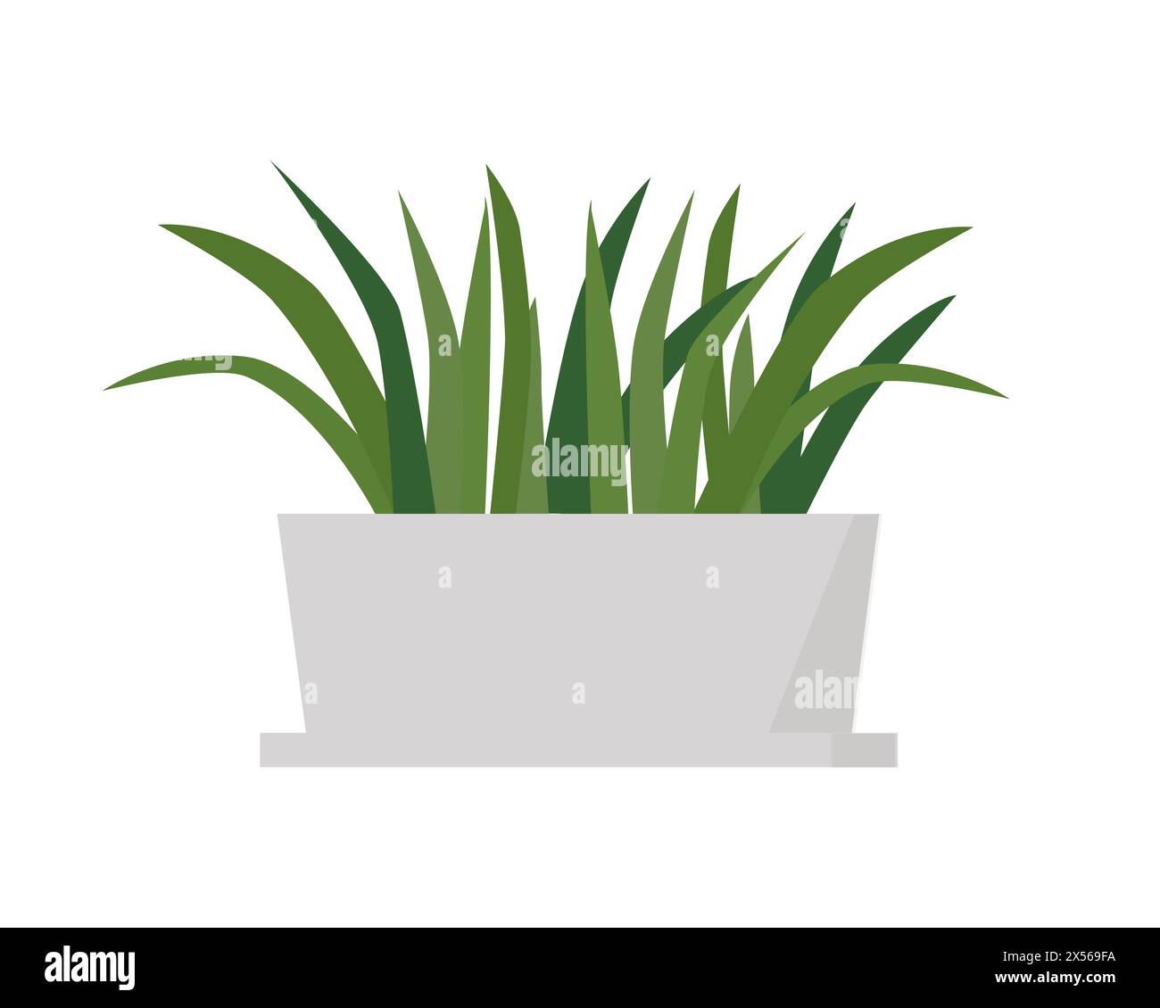 Green plant with long leaves in pot of rectangular shape, house foliage ...