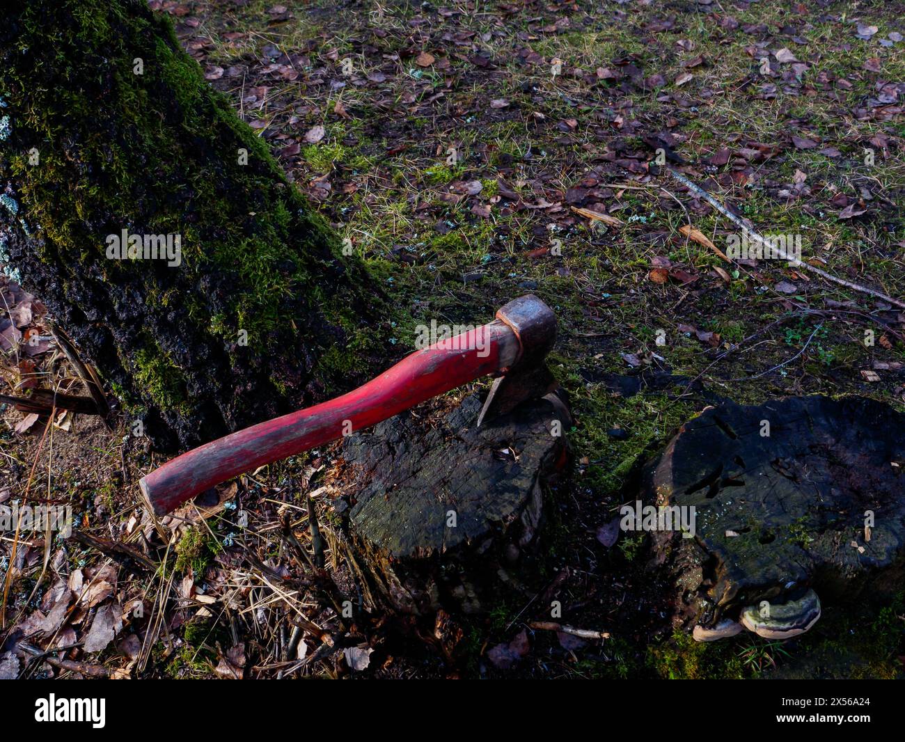 The tourist red Axe stuck in the tree stump. A stake or axe standing ...